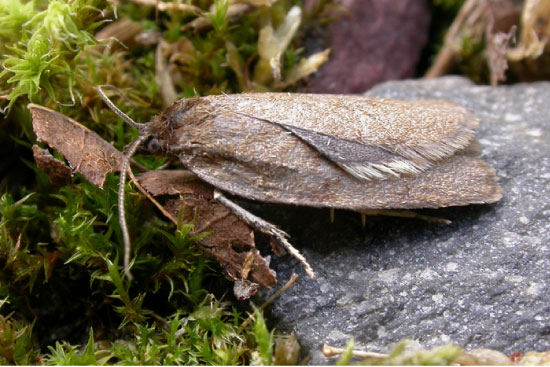 Aphelia viburnana - Catalogue of the Lepidoptera of Belgium