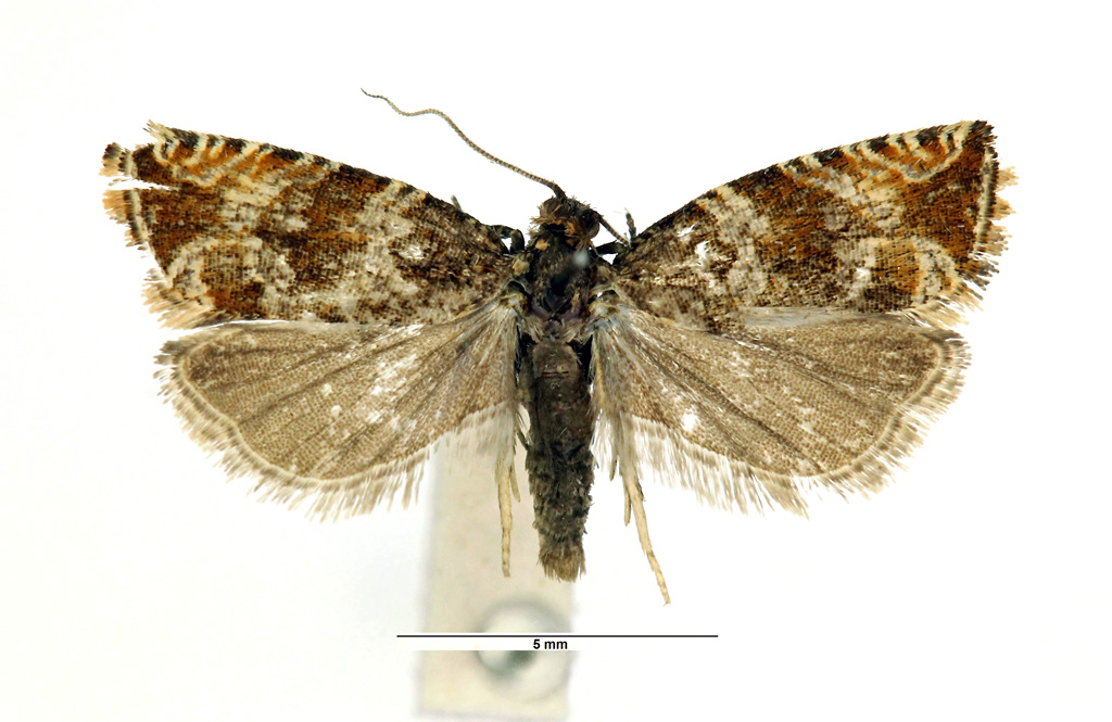 Celypha cespitana - Catalogue of the Lepidoptera of Belgium