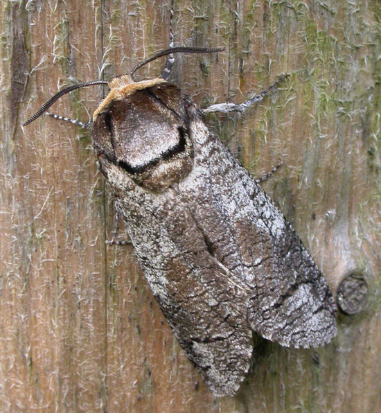 Cossus cossus - Catalogue of the Lepidoptera of Belgium