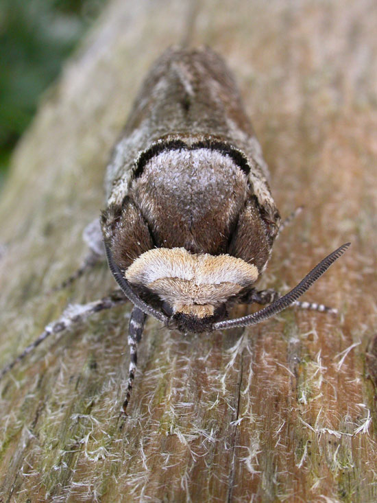 Cossus cossus - Catalogue of the Lepidoptera of Belgium
