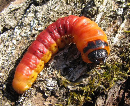 Cossus cossus - Catalogue of the Lepidoptera of Belgium