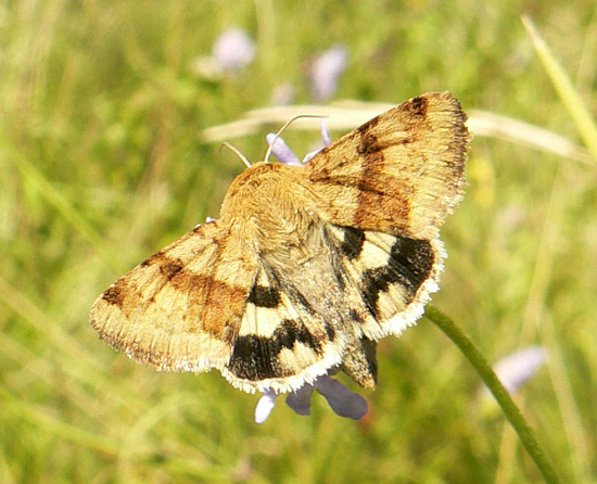 Heliothis viriplaca - Catalogue of the Lepidoptera of Belgium