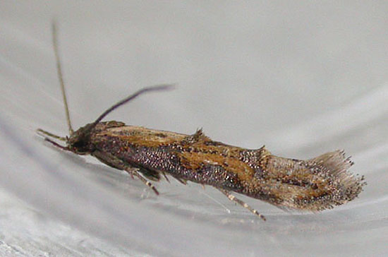 Mompha idaei - Catalogue of the Lepidoptera of Belgium