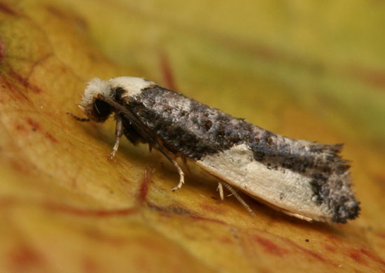 Monopis monachella - Catalogue of the Lepidoptera of Belgium