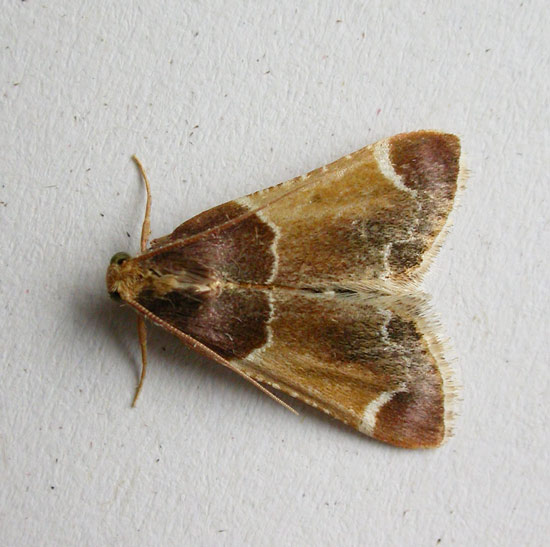 Pyralis farinalis - Catalogue of the Lepidoptera of Belgium