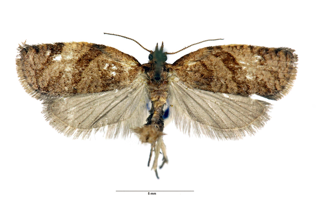 Sparganothis pilleriana - Catalogue of the Lepidoptera of Belgium