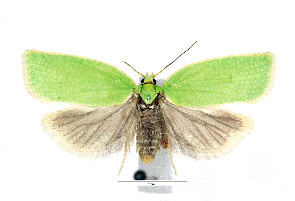Tortrix viridana - Catalogue of the Lepidoptera of Belgium